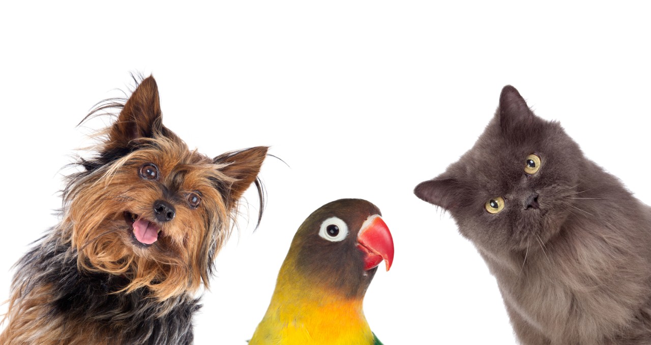 Nantwich Pet Vets | Looking after your pets 24 hours a day