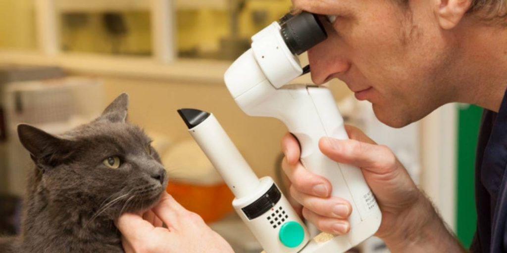 Cat Friendly Clinic - Nantwich Pet Vets